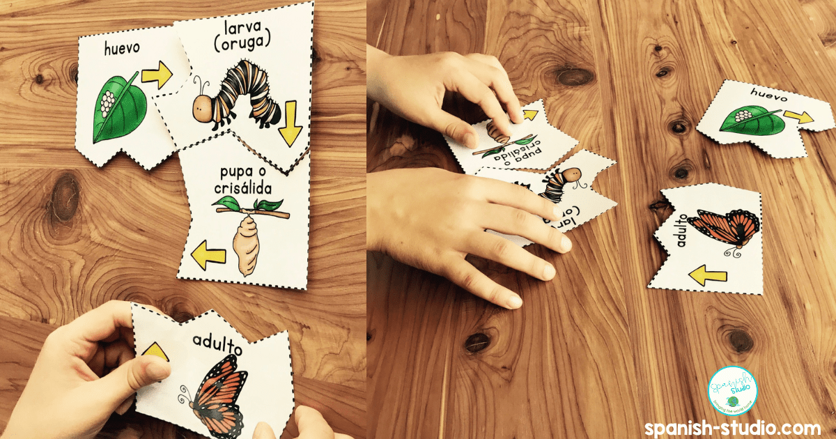 Life Cycle Learning: Hands-On Spanish Adventures - Spanish Studio